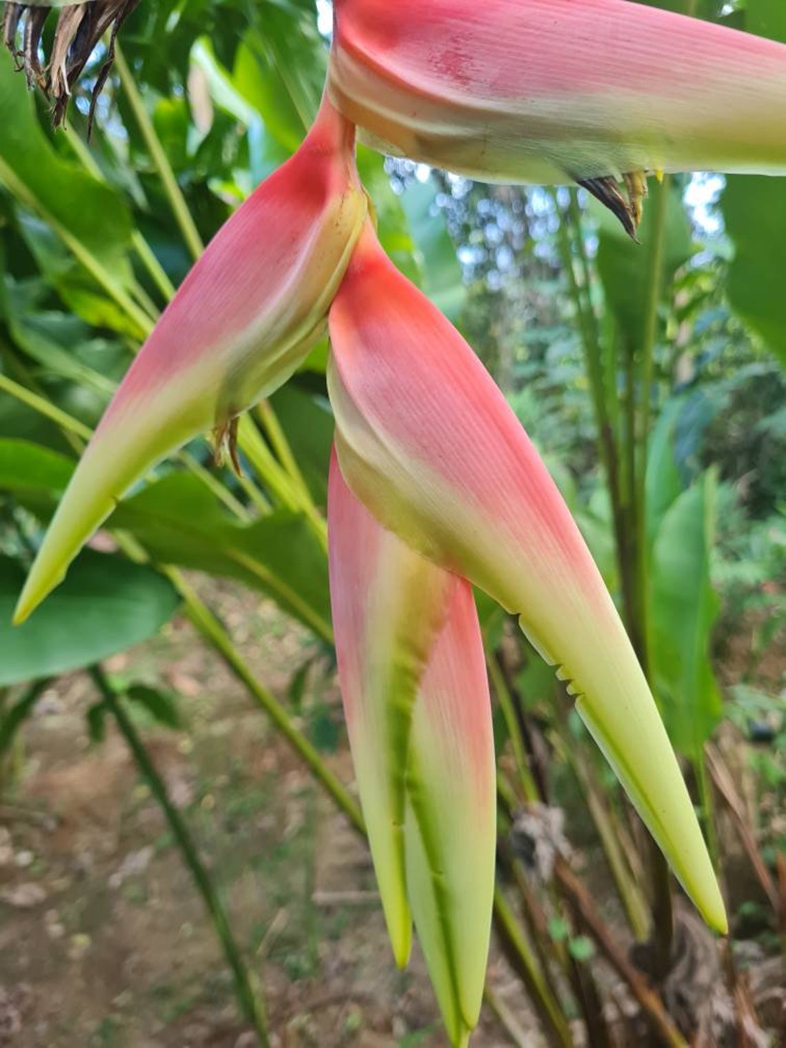 Heliconia Chartacea Extra Sexy Live Rhizome Tropical Exotic - Etsy
