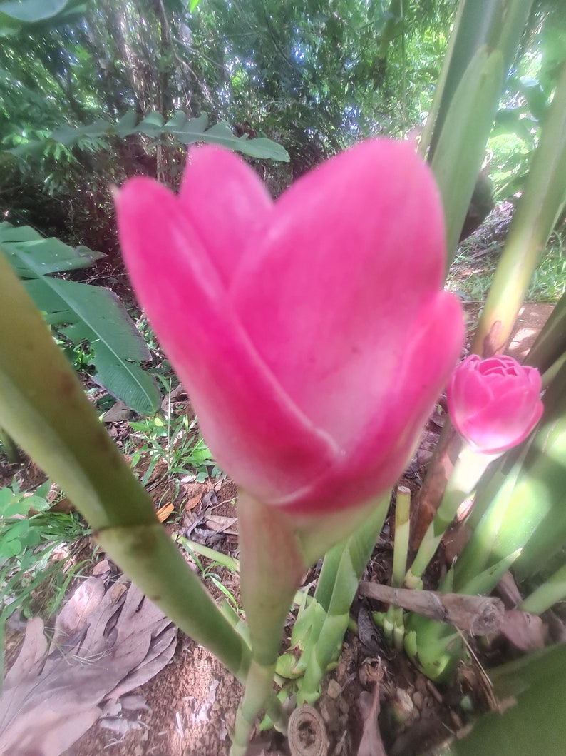 Candy Cane Tulip Torch Ginger Etlingera Eliator Live Rhizome - Etsy