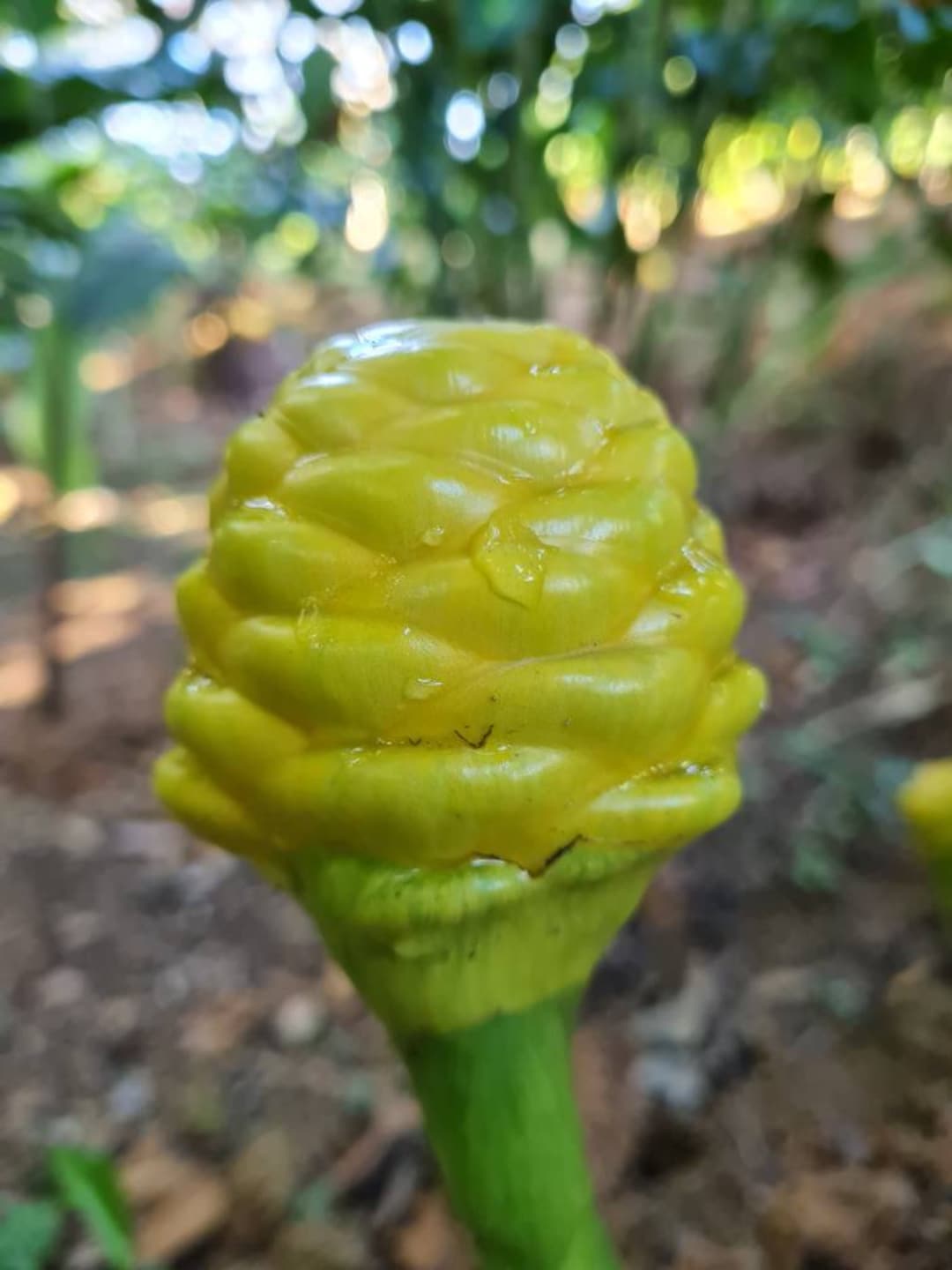 Early Yellow Beehive Shampoo Ginger Live Rhizome Exotic Plant Zingiber ...