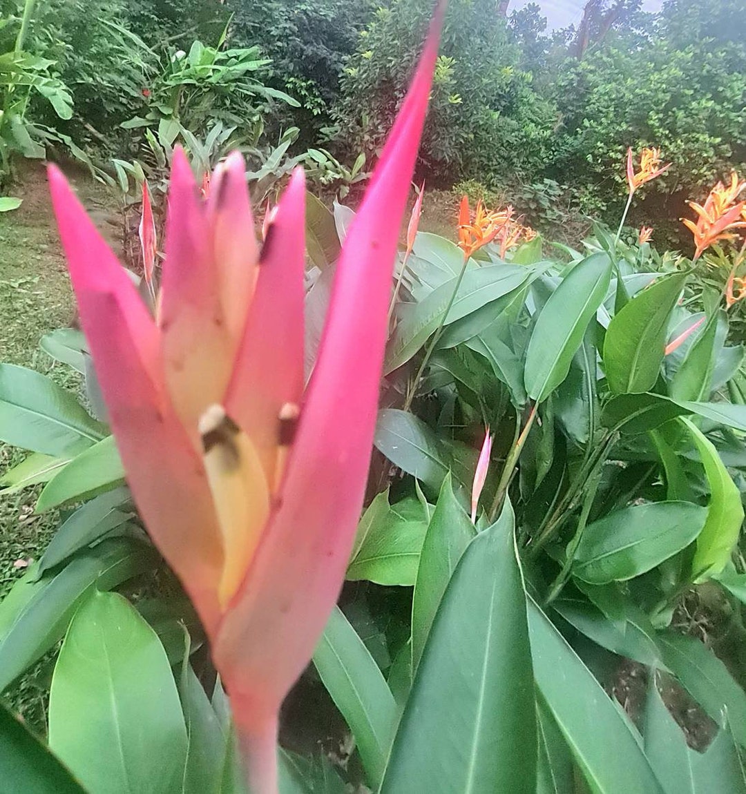 New Dwarf Heliconia Psittacorum Cynthia Parrots Beak Live Rhizome Plant ...