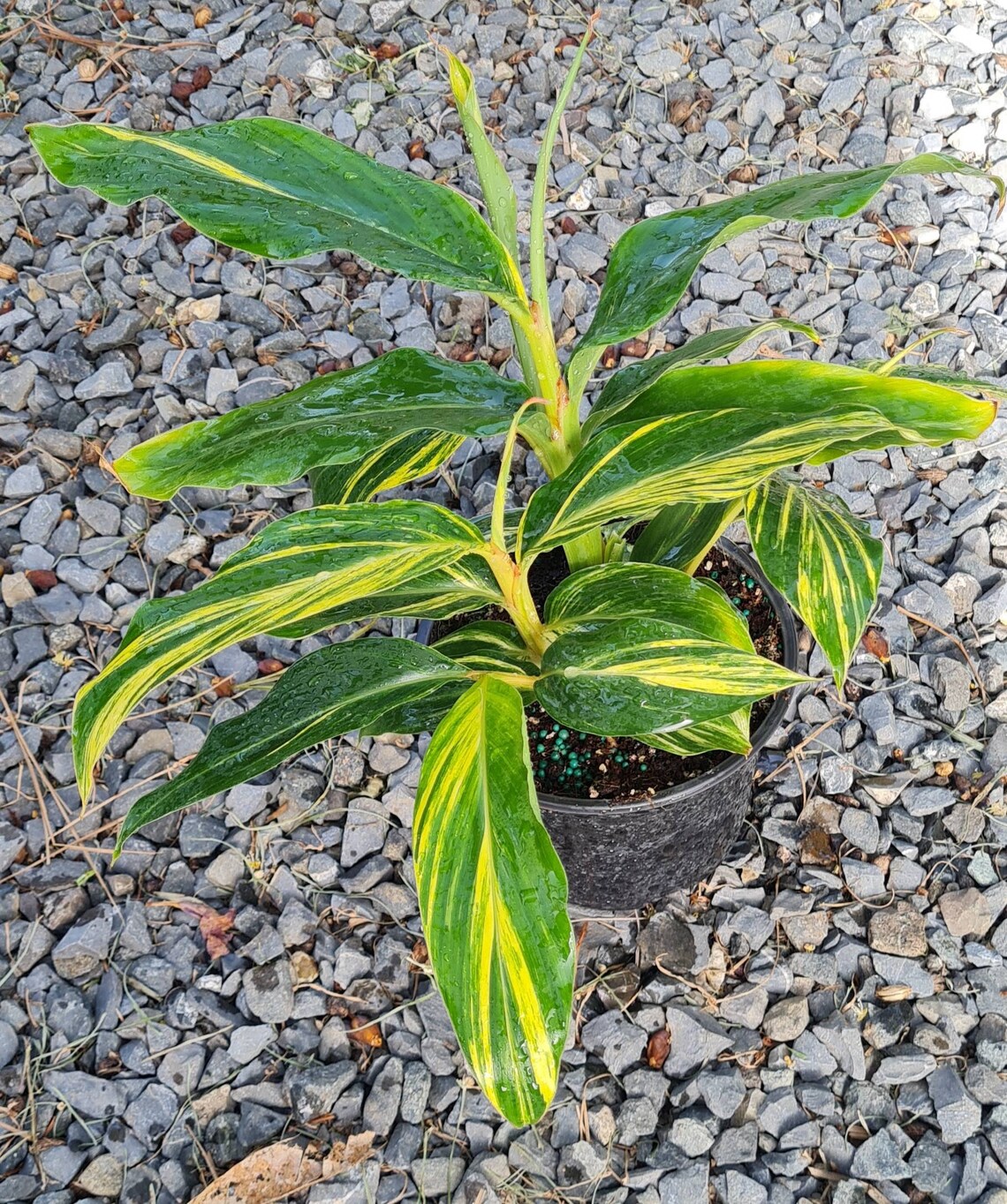 Alpinia Zerumbet Variegata Shell Ginger Live Growing Plant - Etsy