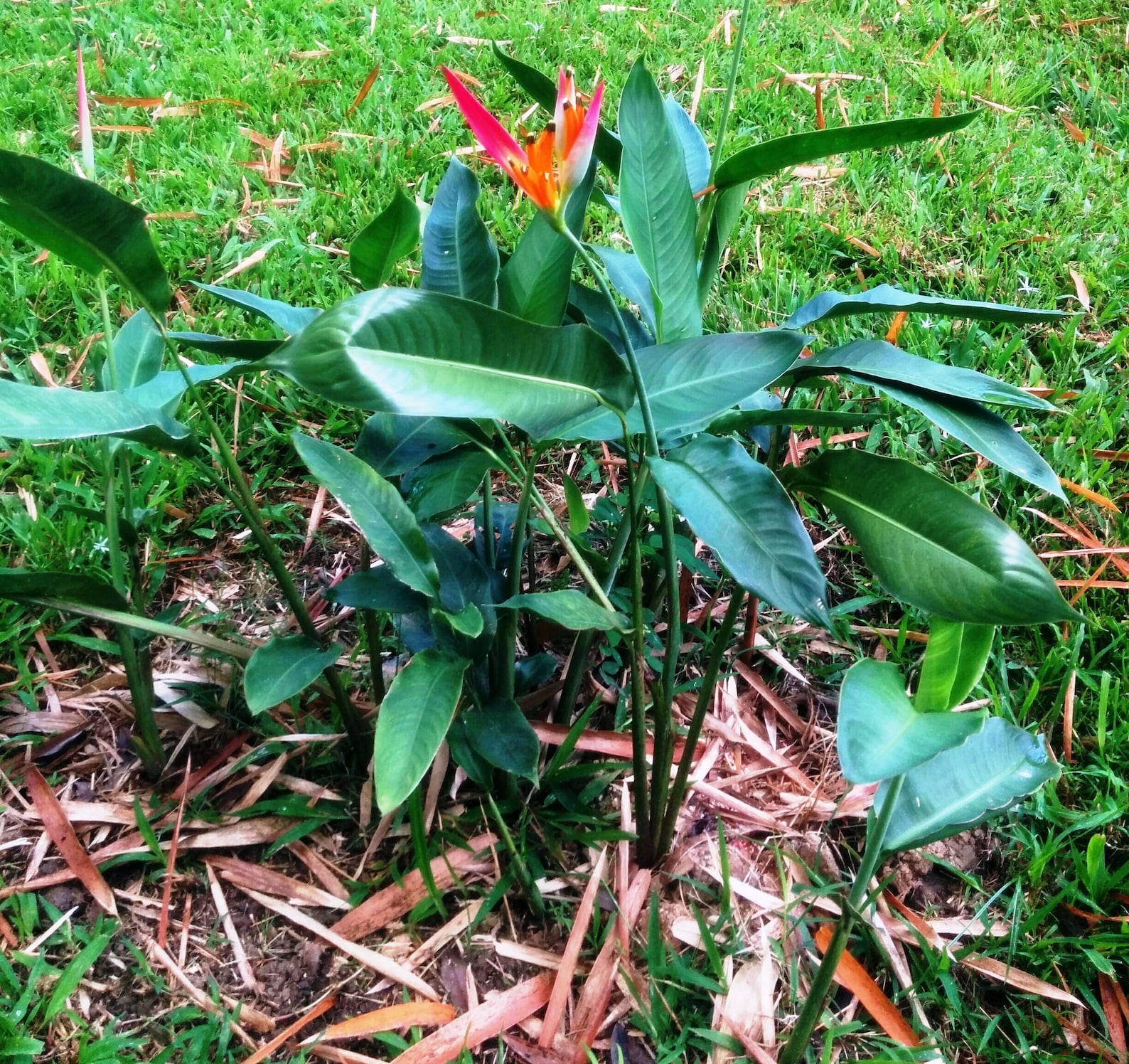 Dwarf Heliconia Sassy Parrots Beak Live Rhizome Plant Exotic Tropical ...