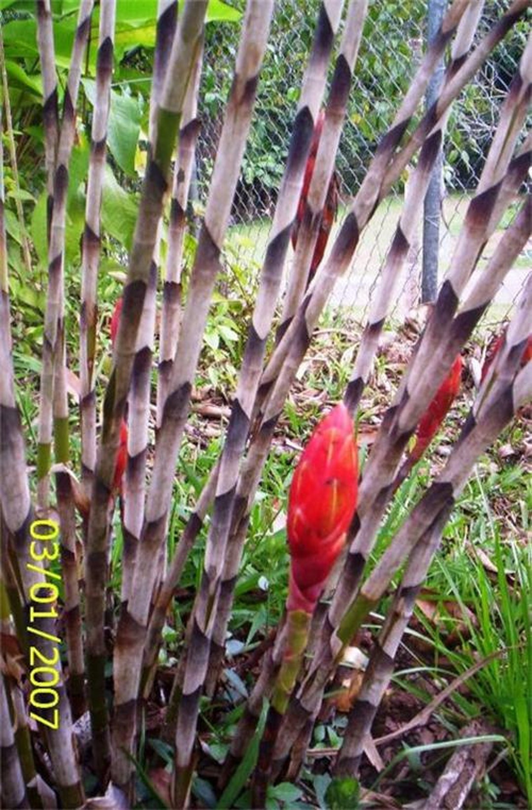 Costus Stenophyllus Bamboo Ginger Live Rhizome Tropical Plant Exotic - Etsy