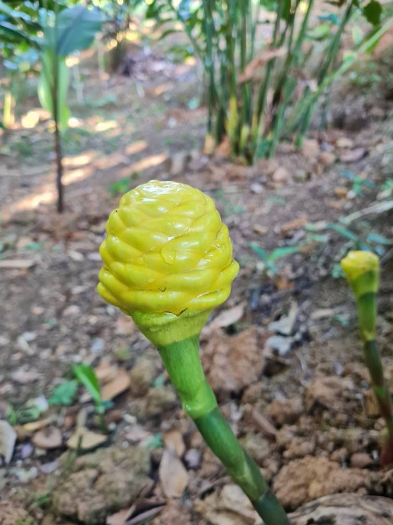Early Yellow Beehive Shampoo Ginger Live Rhizome Exotic Plant Zingiber ...