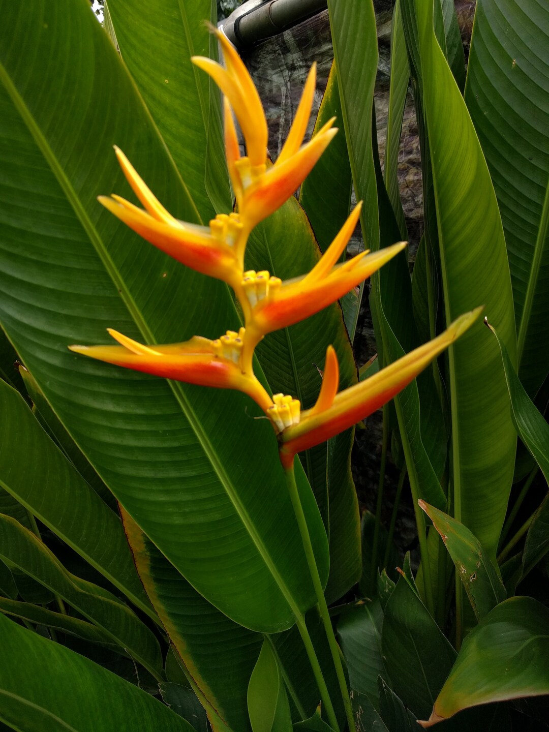 Heliconia Nickeriensis Parrots Beak Live Rhizome Plant Exotic Tropical ...