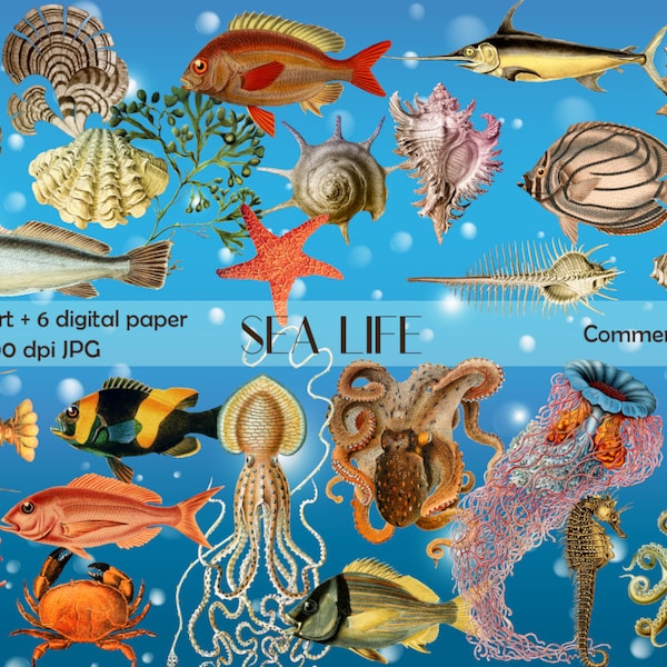 Vintage Seashell Art - Etsy