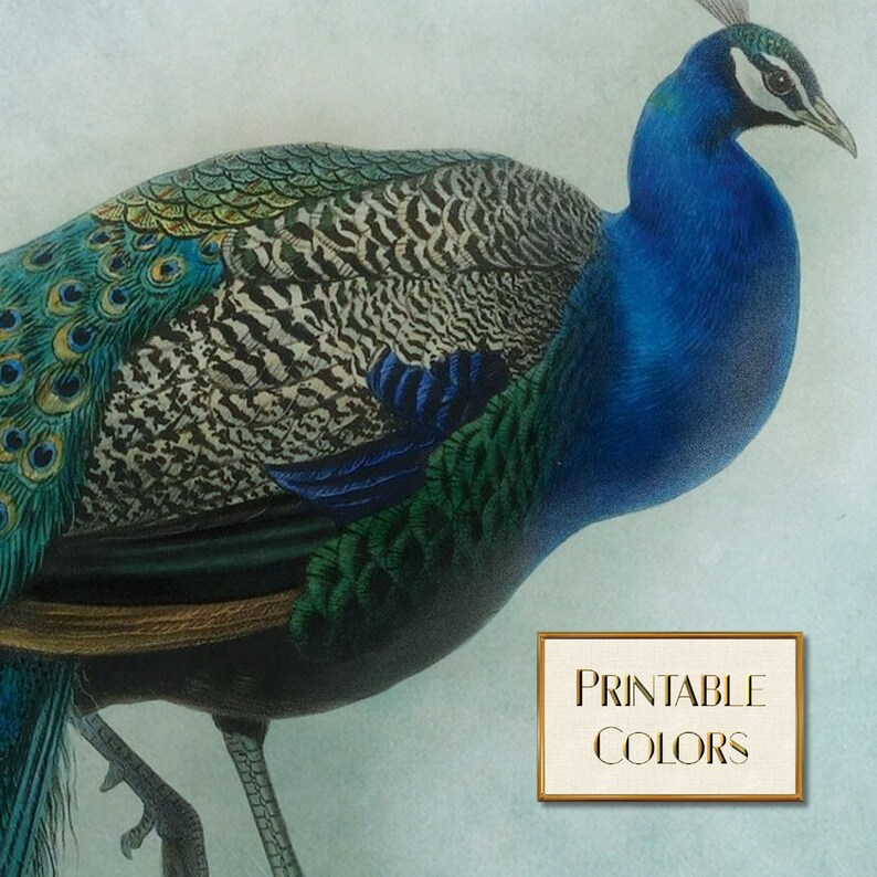 Vintage Peacock Digital Paper Digital Download Peacock Scrapbook ...