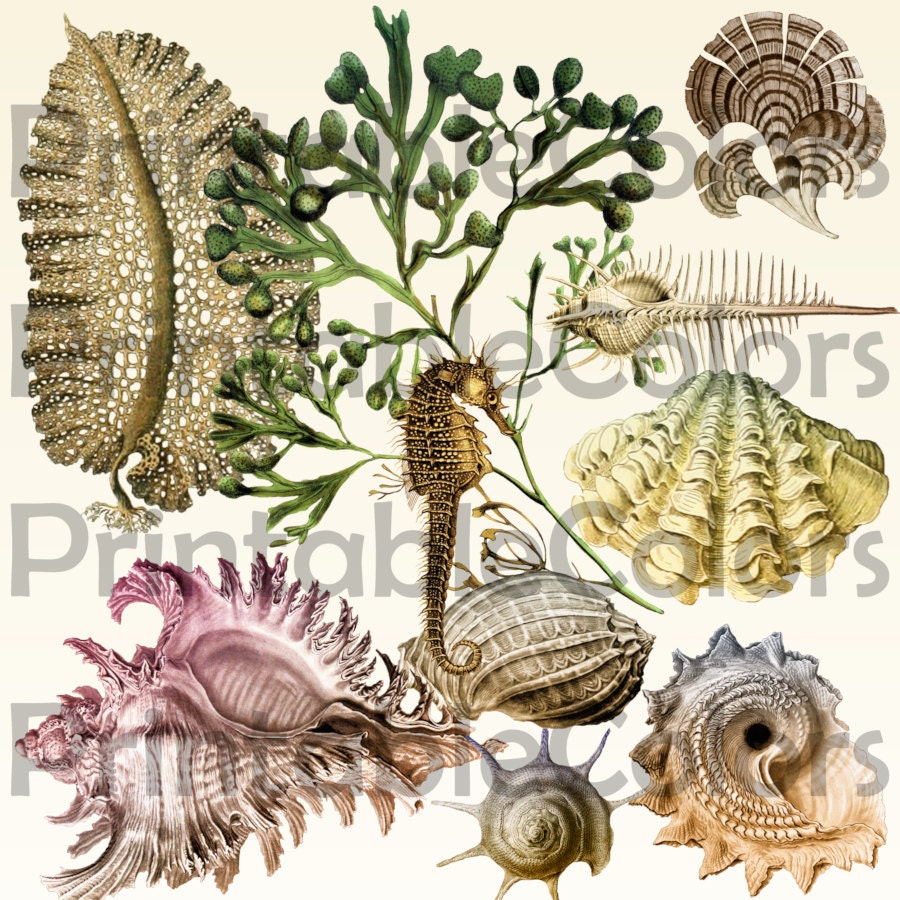 Vintage Sea Clipart - Digital Download - Fish Clipart - Scrapbook Sea ...