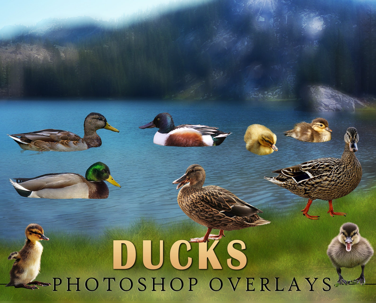 Ducks Overlay Photoshop Overlays for Photographers - Etsy