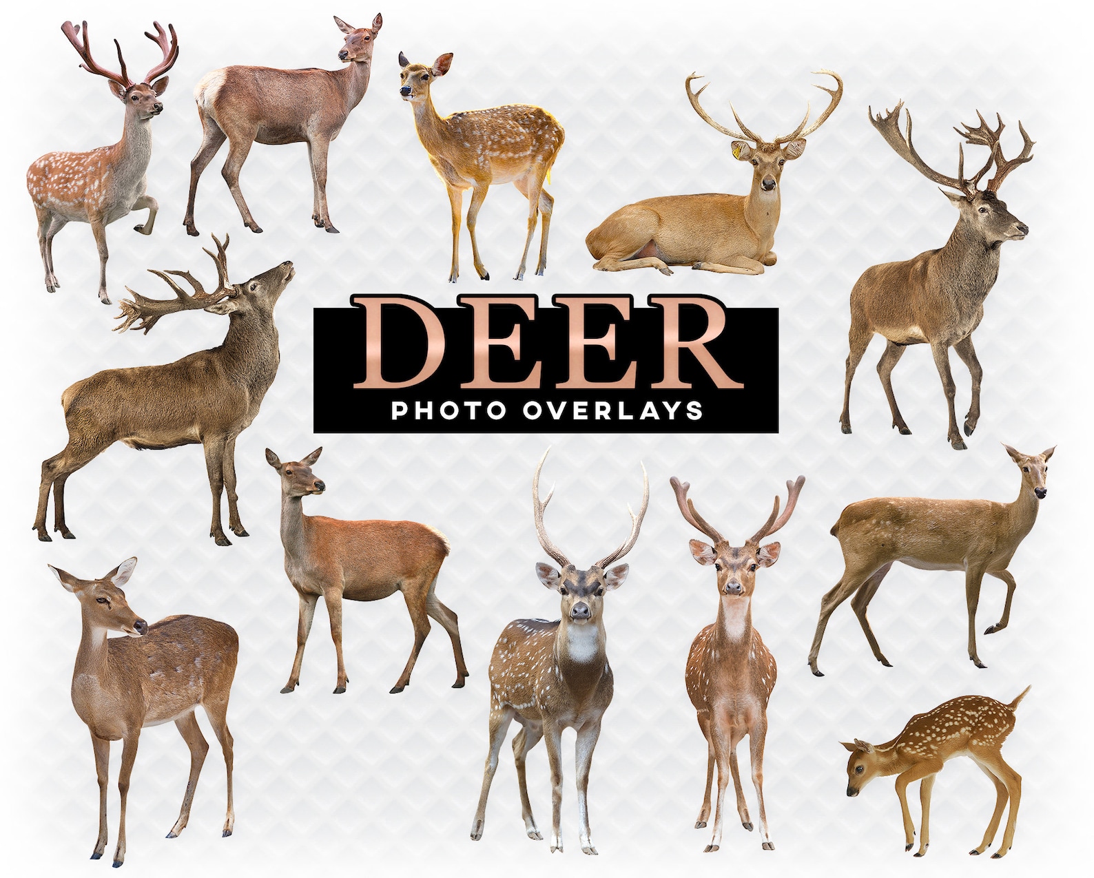 Deer Overlay Photoshop Overlays for Photoshop. Digital | Etsy