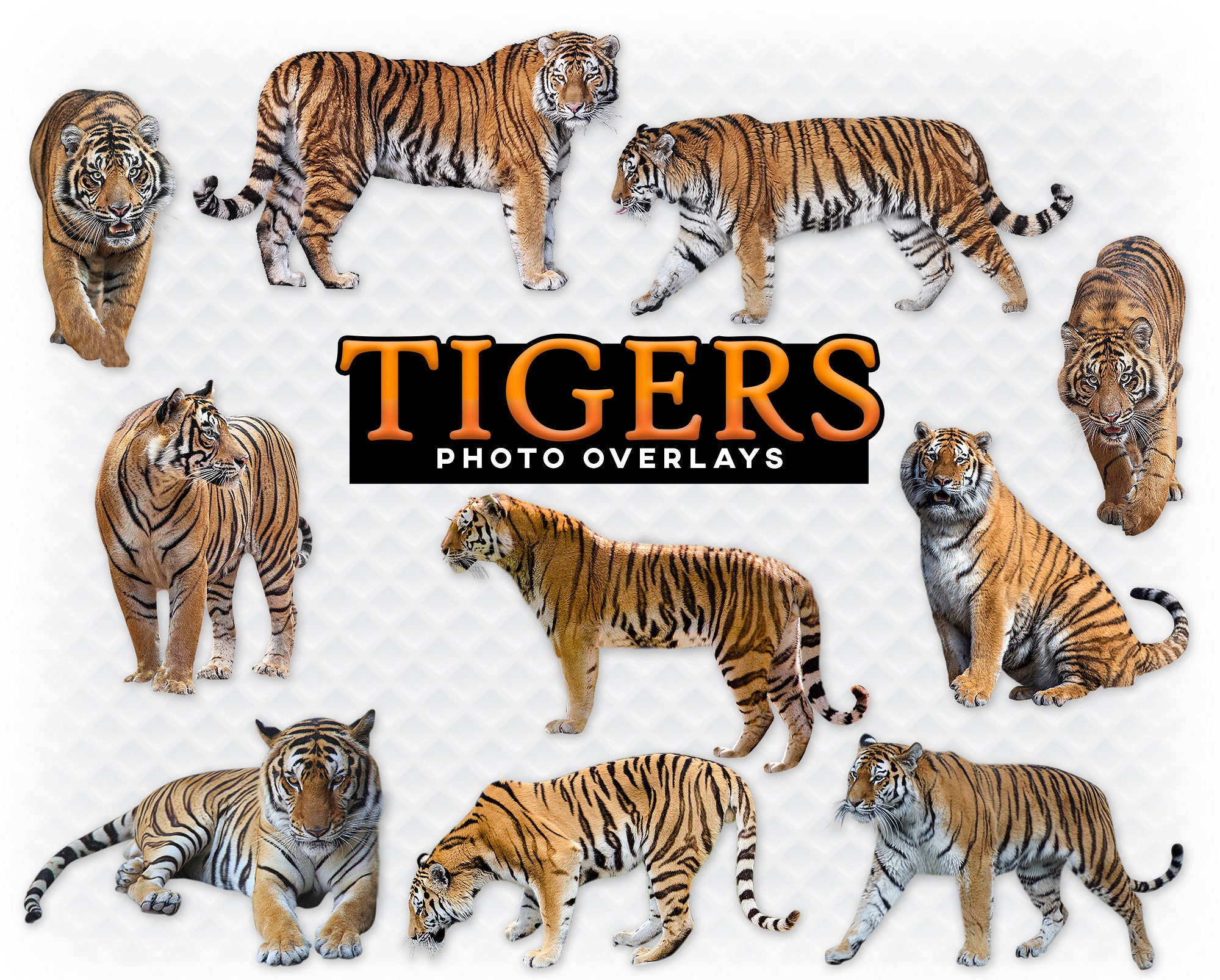 Tigers Overlay Photoshop Overlays for Photoshop. Digital Scrapbooking ...