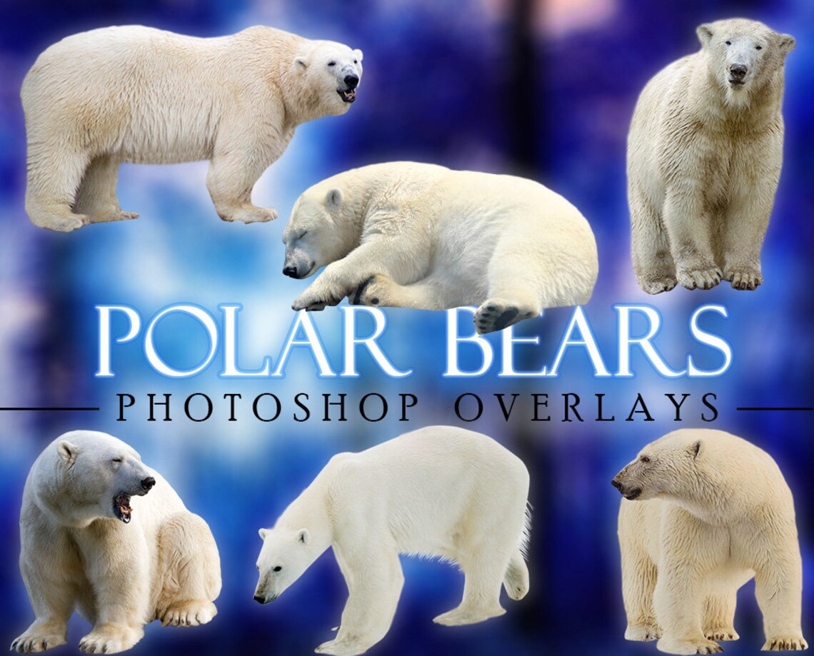 Polar Bears Overlay Photoshop Overlays for Photographers | Etsy