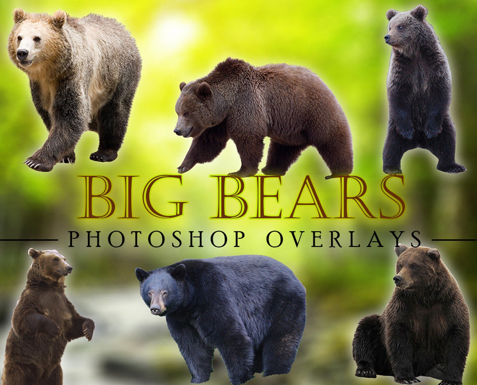 Big Bears Overlay Photoshop Overlays for Photoshop. Composite | Etsy