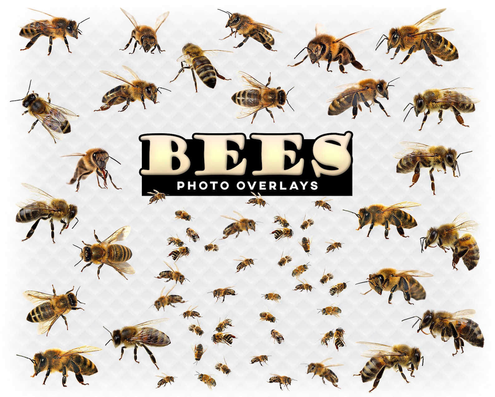 Bees Overlay Photoshop Overlays for Photographers, Invitations ...
