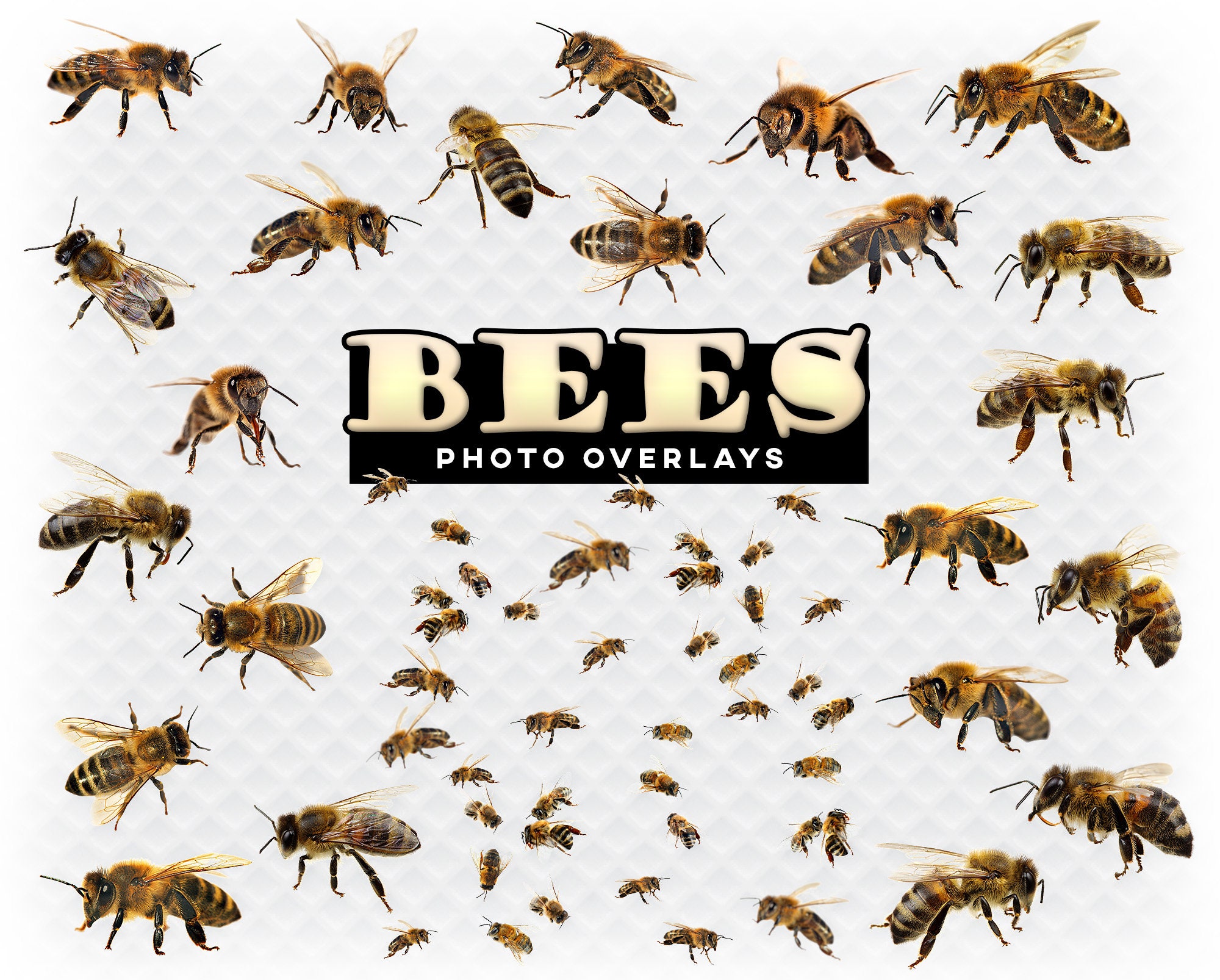 Bees Overlay Photoshop Overlays for Photographers, Invitations ...