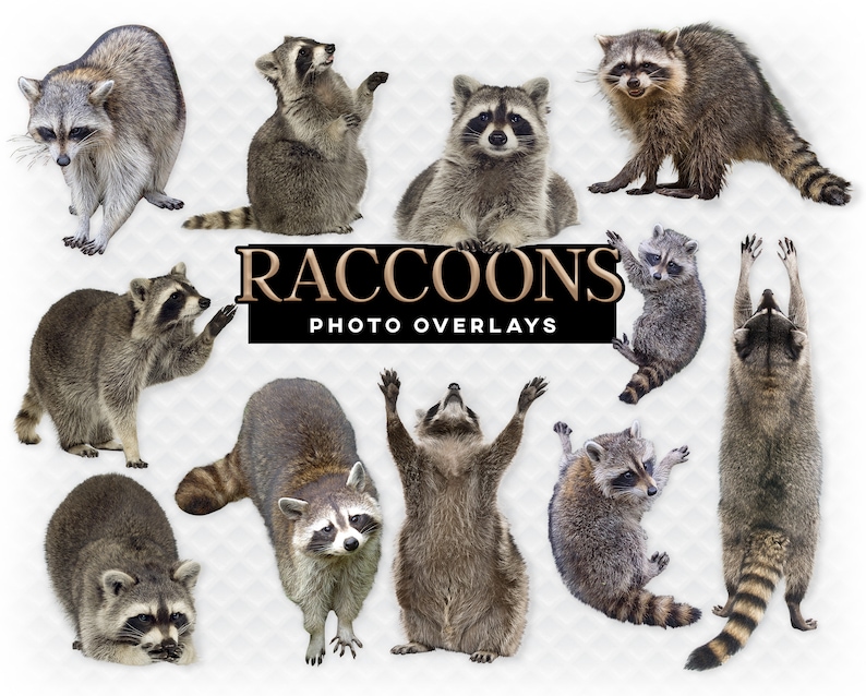 Raccoons Racoon Overlay Photoshop Overlays for Photographers | Etsy