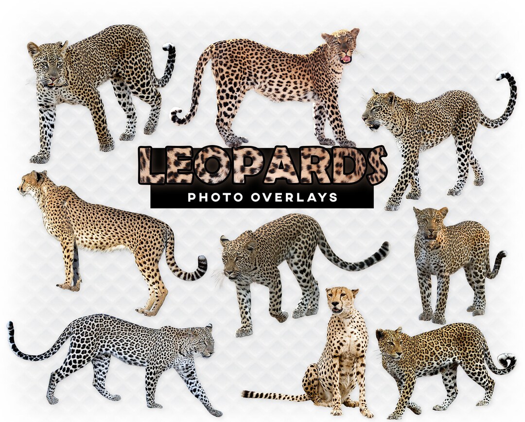 Leopards Zoo Animal Outdoor Overlays for Photographers, Clip Art ...