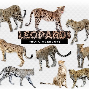 Leopards Zoo Animal Outdoor Overlays for Photographers, Clip Art ...