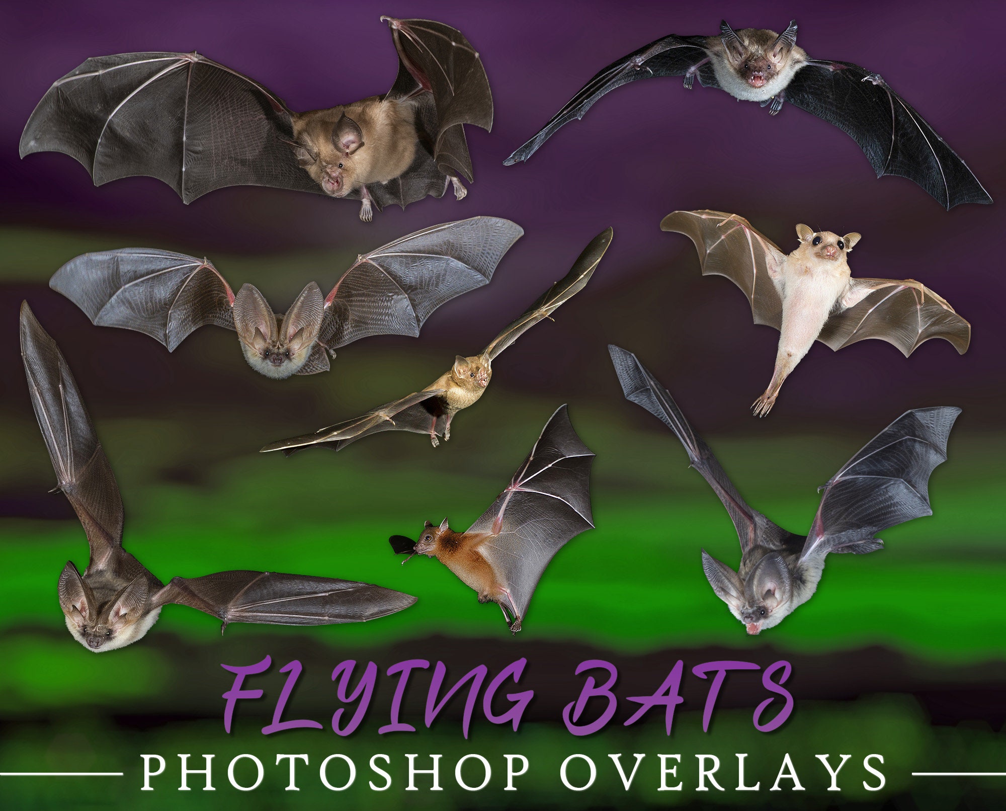 Flying Bats Overlay Photoshop Overlays for Photographers | Etsy