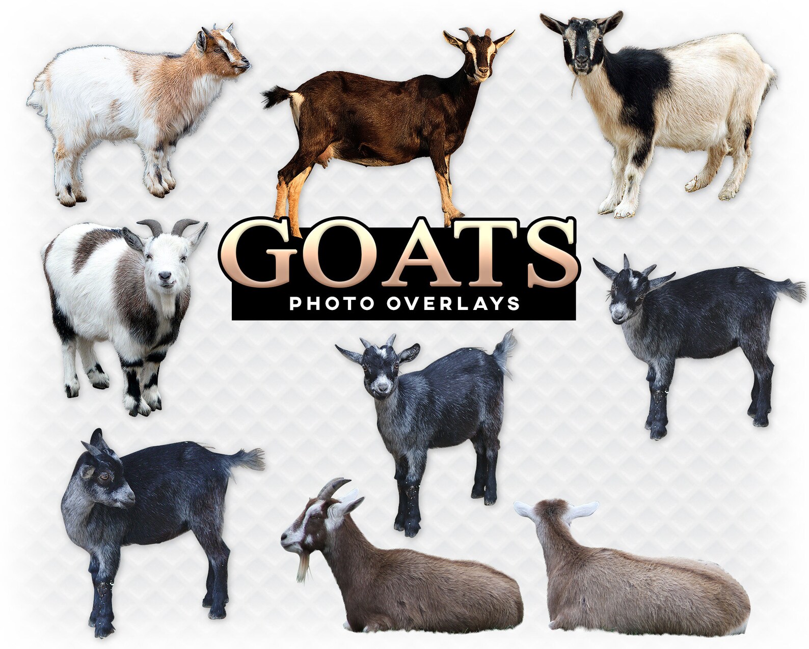 Goats Farm Overlay Photoshop Overlays for Photographers, Invitations ...