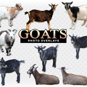 Goats Farm Overlay Photoshop Overlays for Photographers, Invitations ...