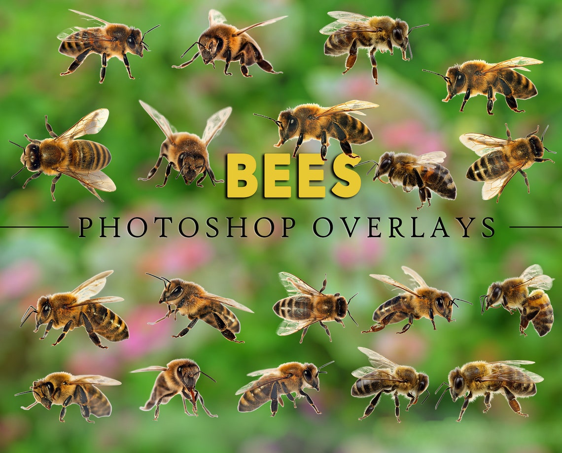 Bees Overlay Photoshop Overlays for Photographers - Etsy