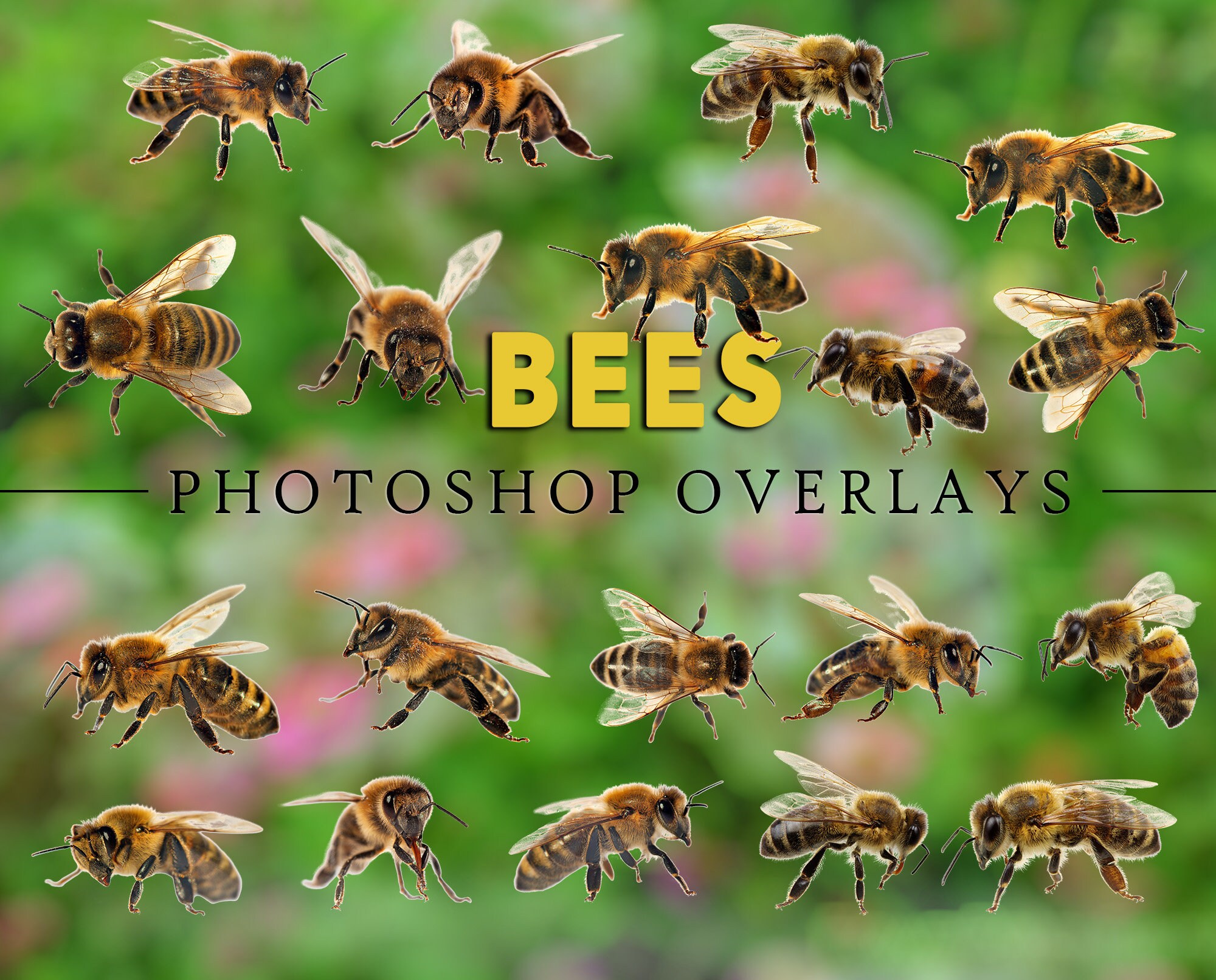 Bees Overlay Photoshop Overlays for Photographers, Invitations ...