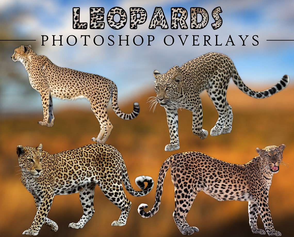 Leopards Zoo Animal Outdoor Overlays for Photographers, Clip Art ...