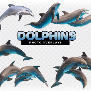 Dolphins Overlay Photoshop Overlays for Photoshop. Scrapbooking and ...