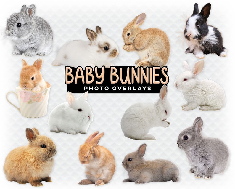 Baby Bunnies Overlay Photoshop Overlays for Photographers, Scrapbooking ...