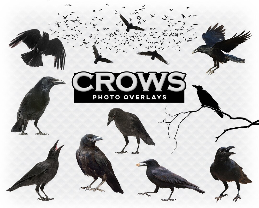 Crows Overlay Photoshop Overlays for Photoshop. Digital Scrapbooking ...