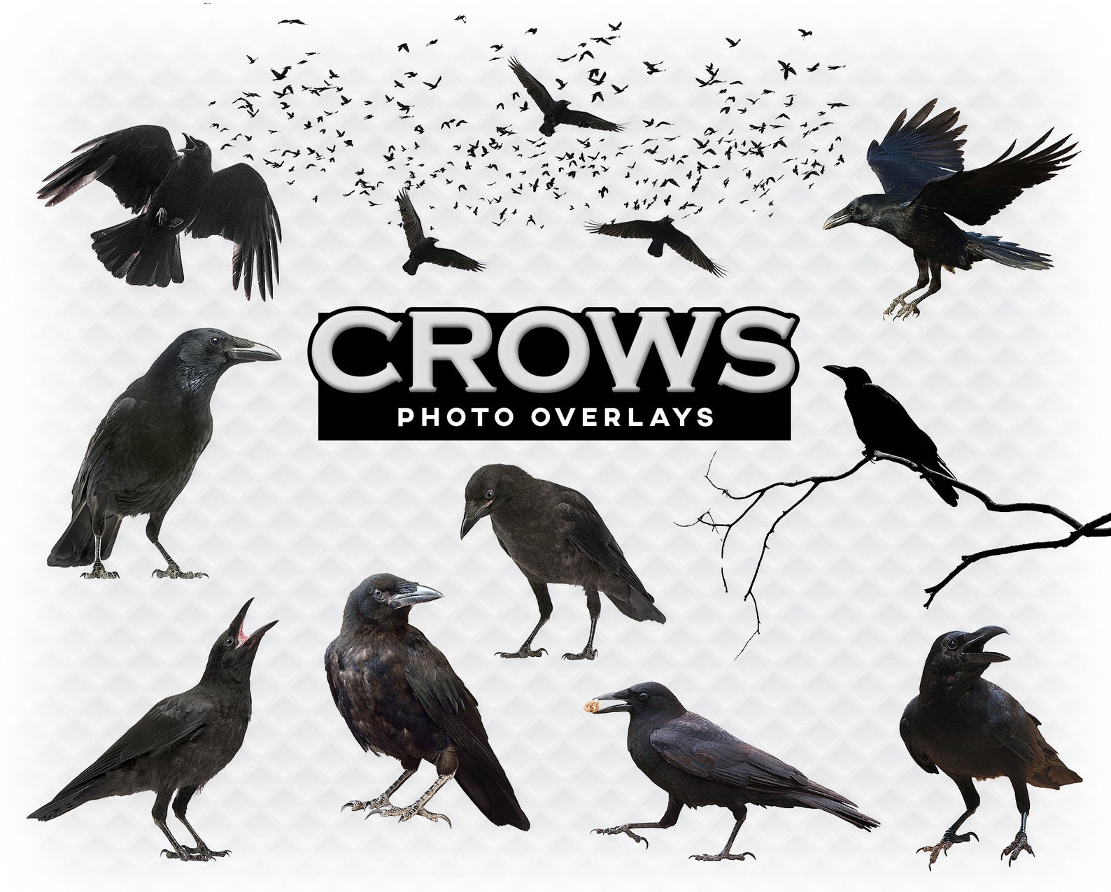 Crows Overlay Photoshop Overlays for Photoshop. Digital - Etsy