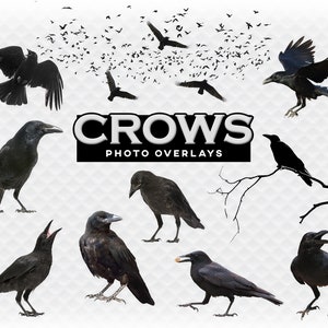 Crows Overlay Photoshop Overlays for Photoshop. Digital Scrapbooking ...