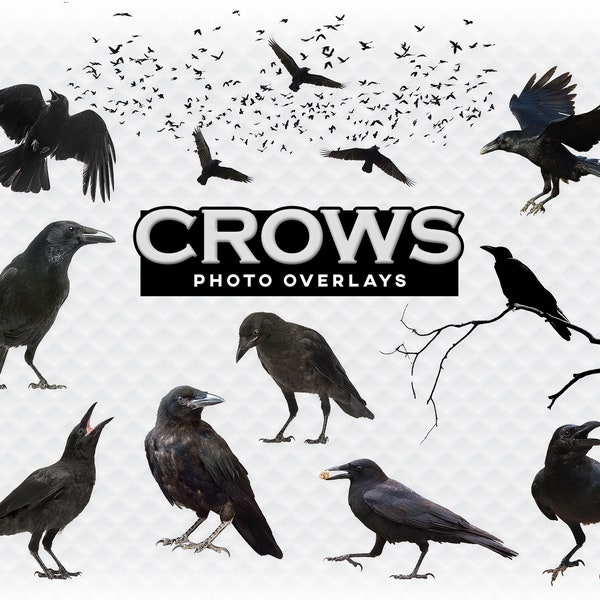 Crow - Etsy