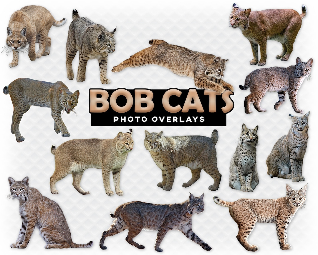 Bobcats Bob Cats Photoshop Overlays for Photographers, Invitations ...