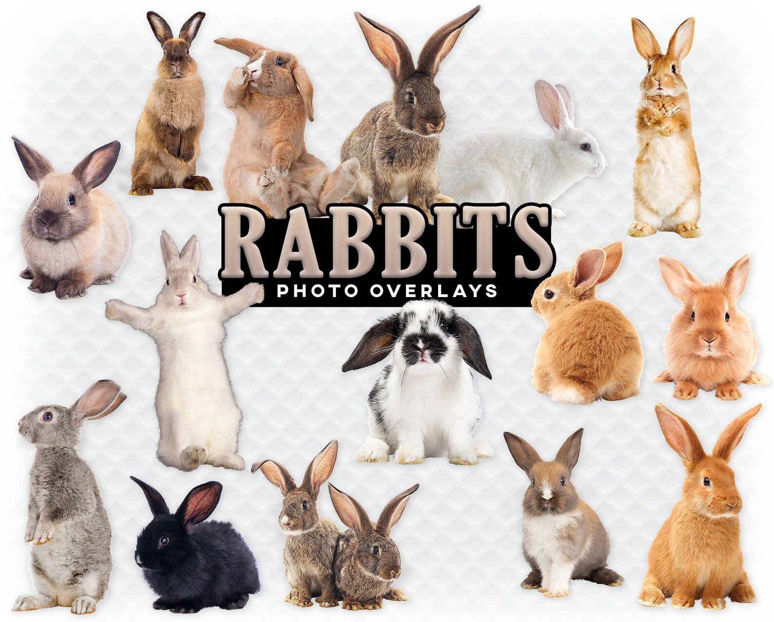 Bunny Rabbits Overlay Photoshop Overlays for Photographers ...