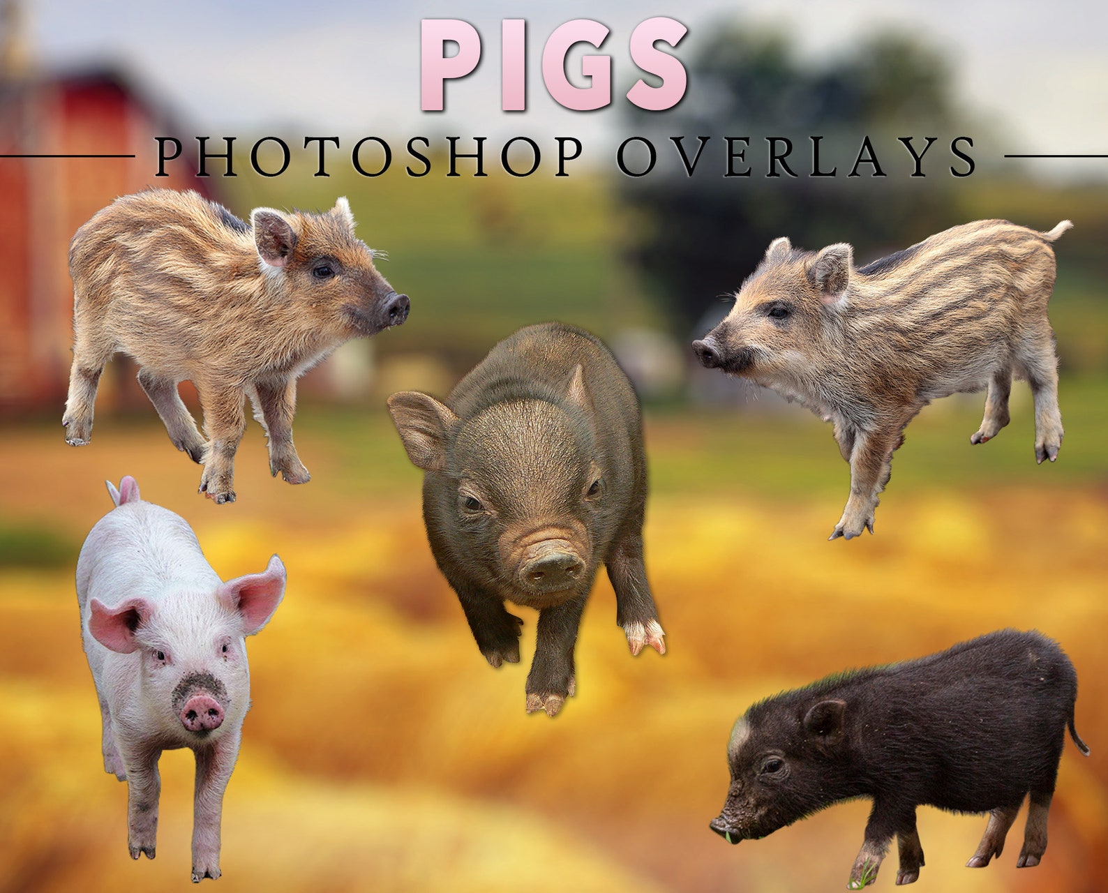 Pigs Farm Overlay Photoshop Overlays for Photographers - Etsy
