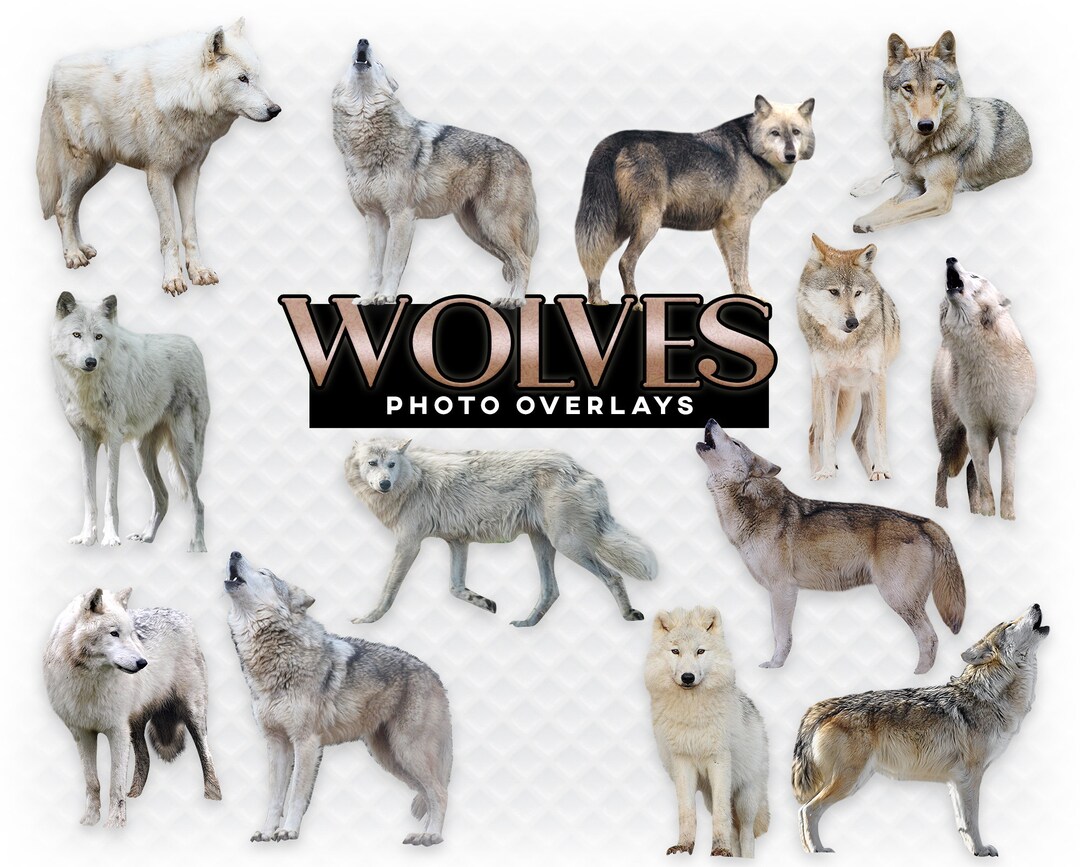 Wild Wolves Wolf Animal Outdoor Overlays for Photographers, Clip Art ...
