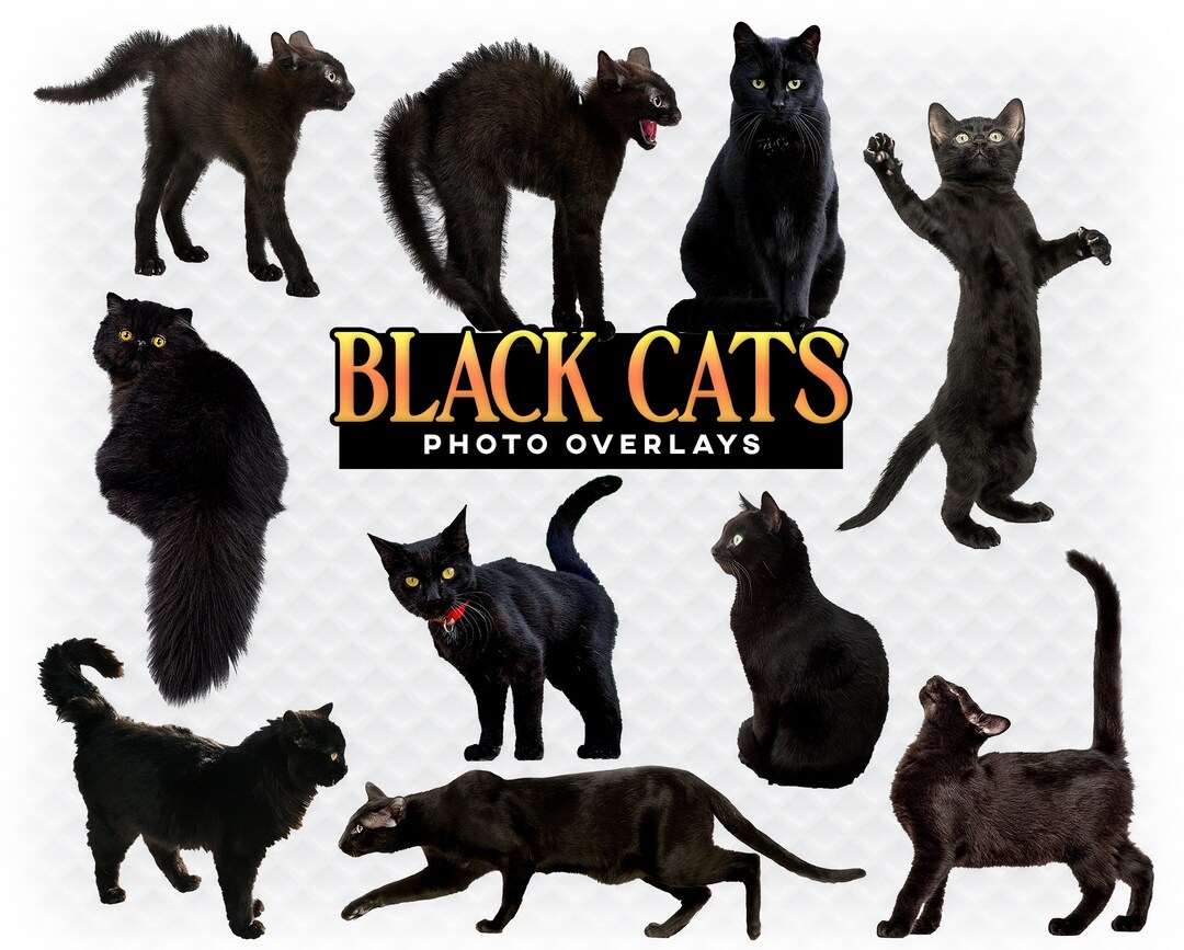 Black Cats Animal Outdoor Overlays for Photographers, Clip Art ...