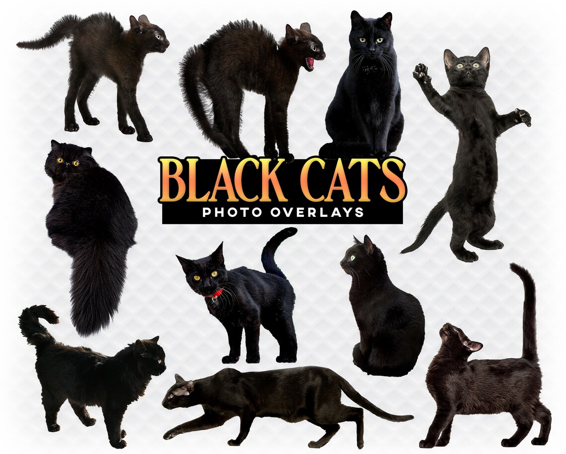 Black Cats Animal Outdoor Overlays for Photographers Clip - Etsy Canada
