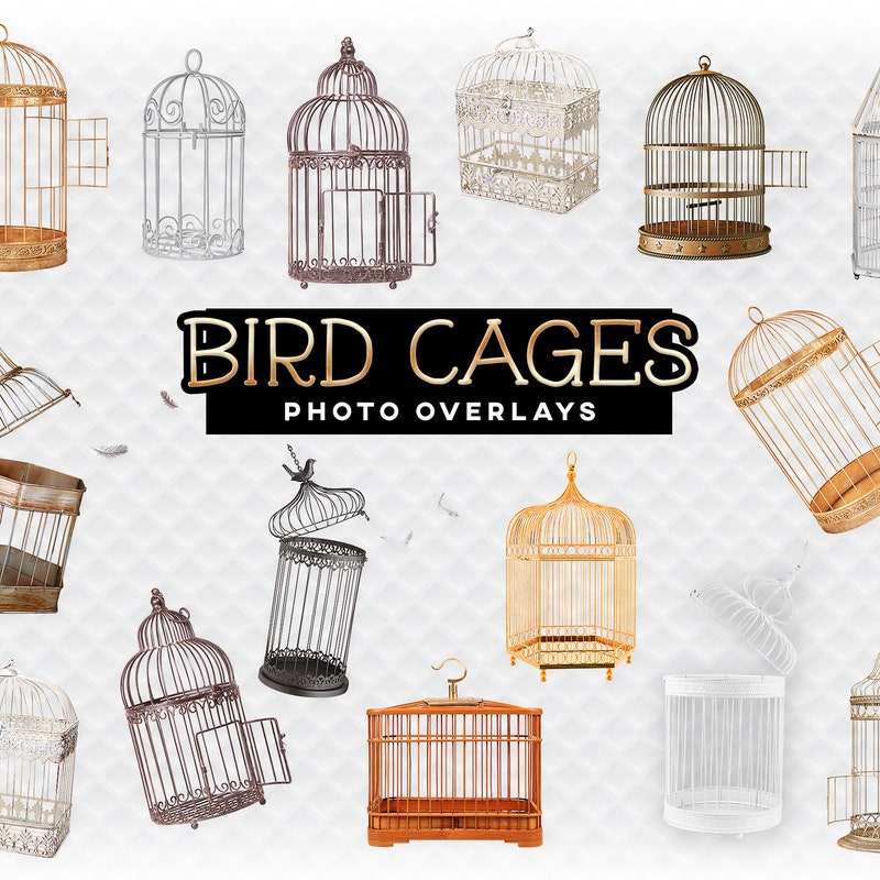 Transparent Cages - Etsy