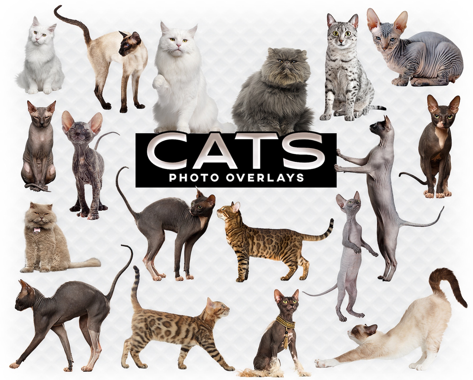 Cats Overlays - for Photographers, Scrapbook, and More. Very High ...