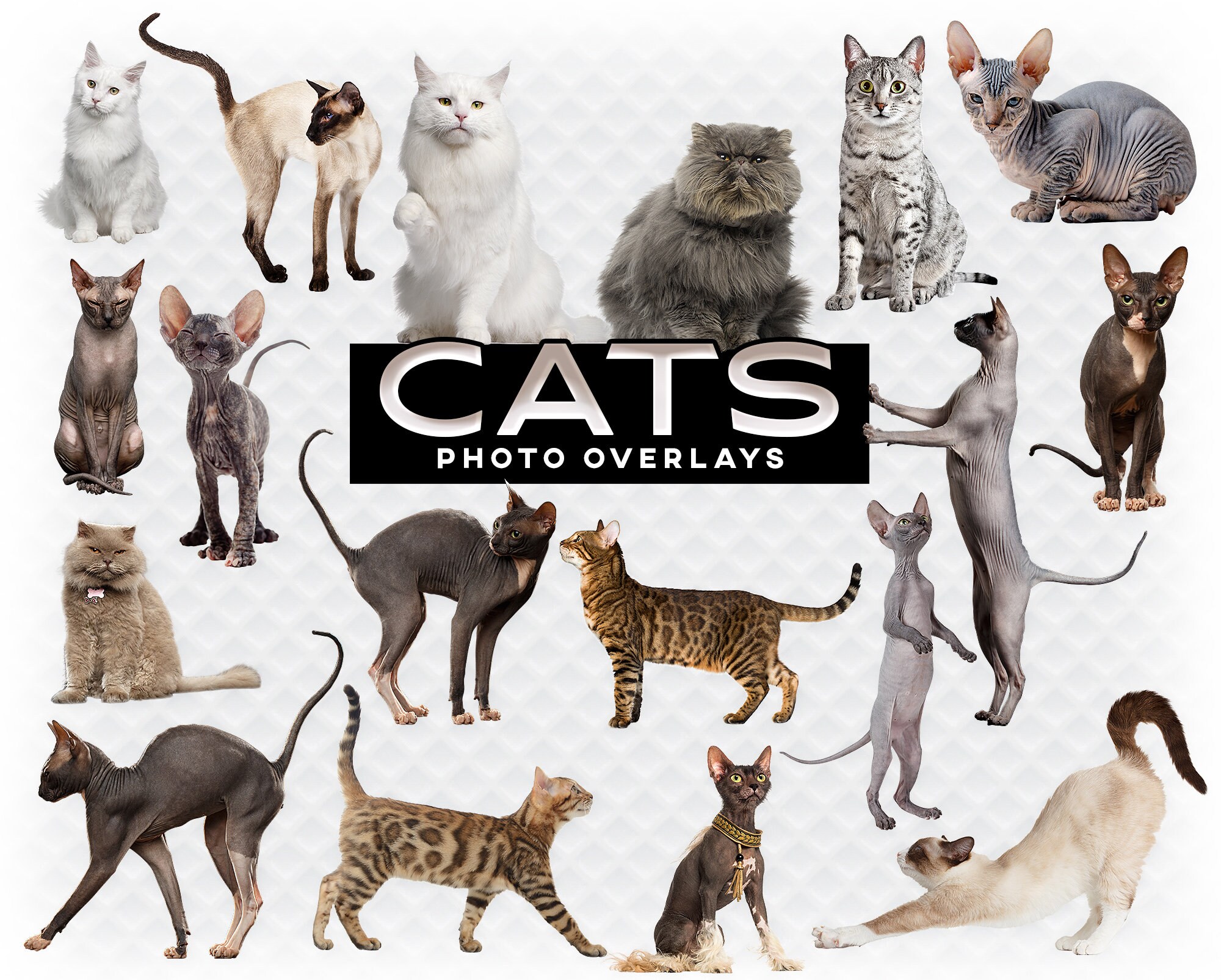 Cats Overlays - for Photographers, Scrapbook, and More. Very High ...