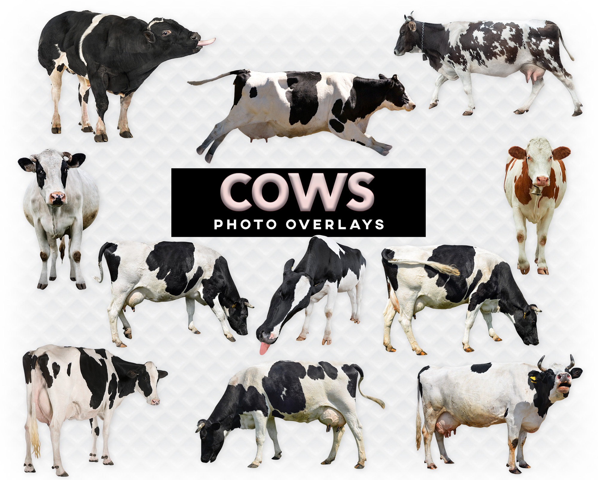 Cows Cattle Overlay Photoshop Overlays for Photoshop. Digital - Etsy