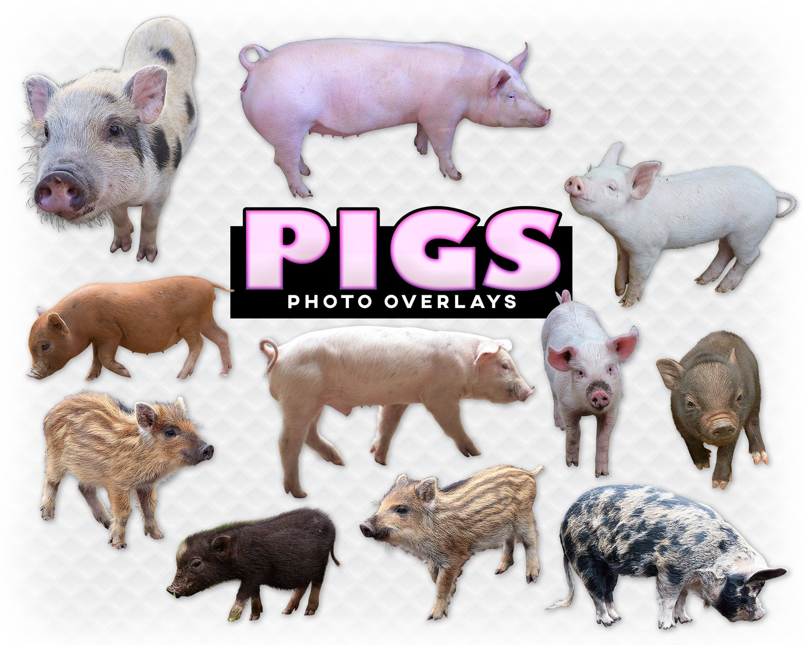 Pigs Farm Overlay Photoshop Overlays for Photographers - Etsy