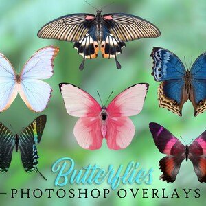 Butterflies Overlay Photoshop Overlays for Photoshop. Scrapbooking and ...