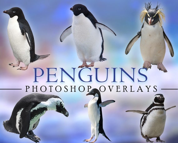 Penguins Overlay Photoshop Penguin Overlays for Photographers | Etsy