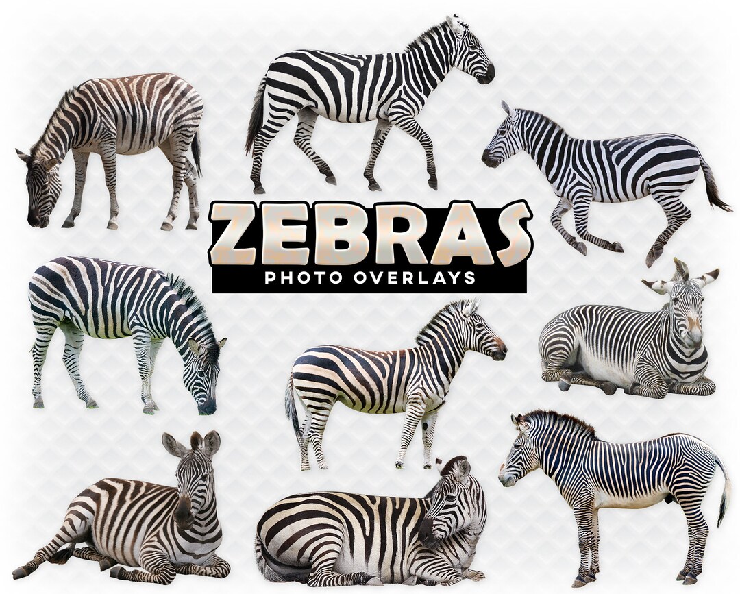 Zebras Overlay Photoshop Zebra Overlays for Photoshop. Composite High ...