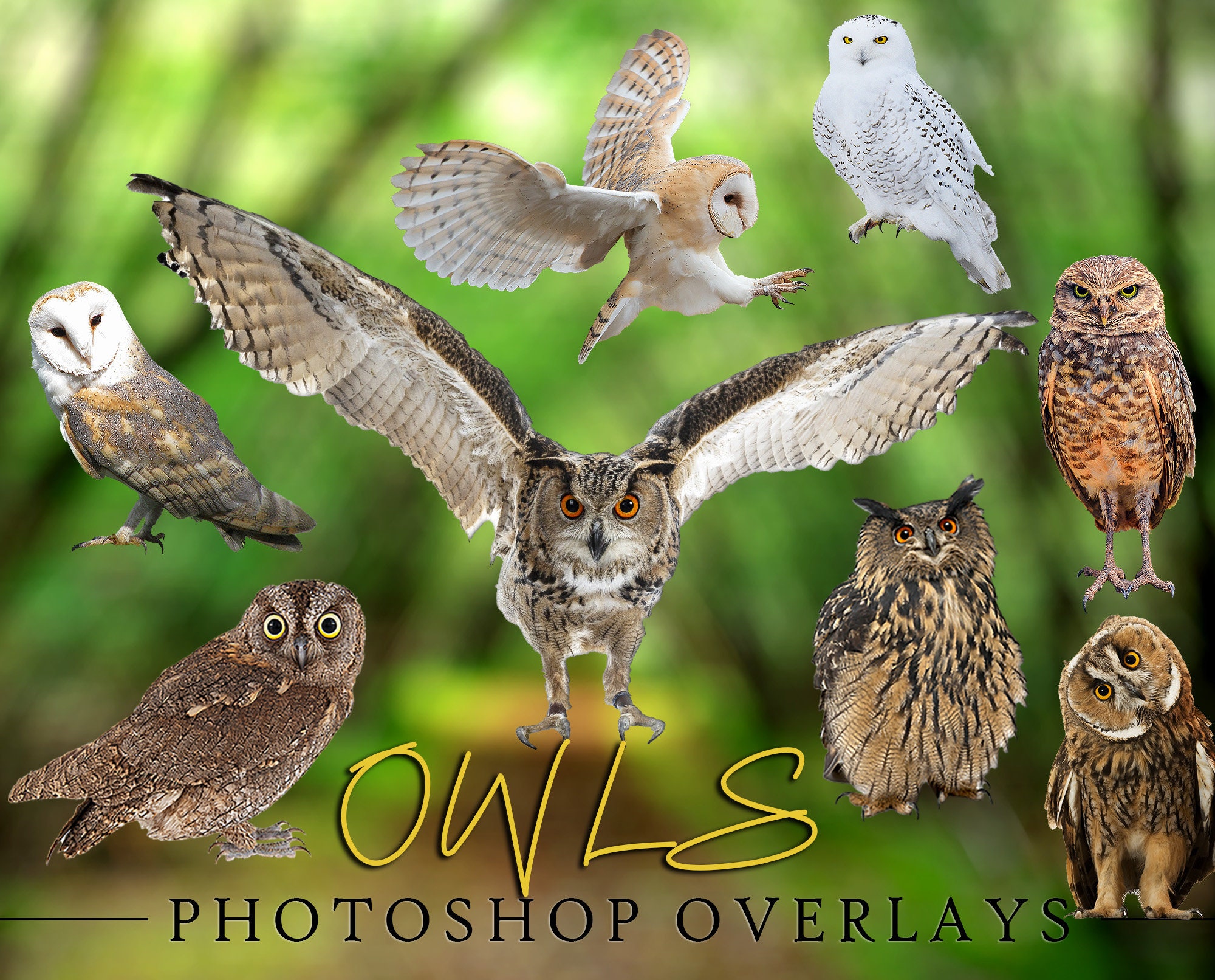 Owls Overlay Photoshop Overlays for Photoshop. Digital - Etsy Canada