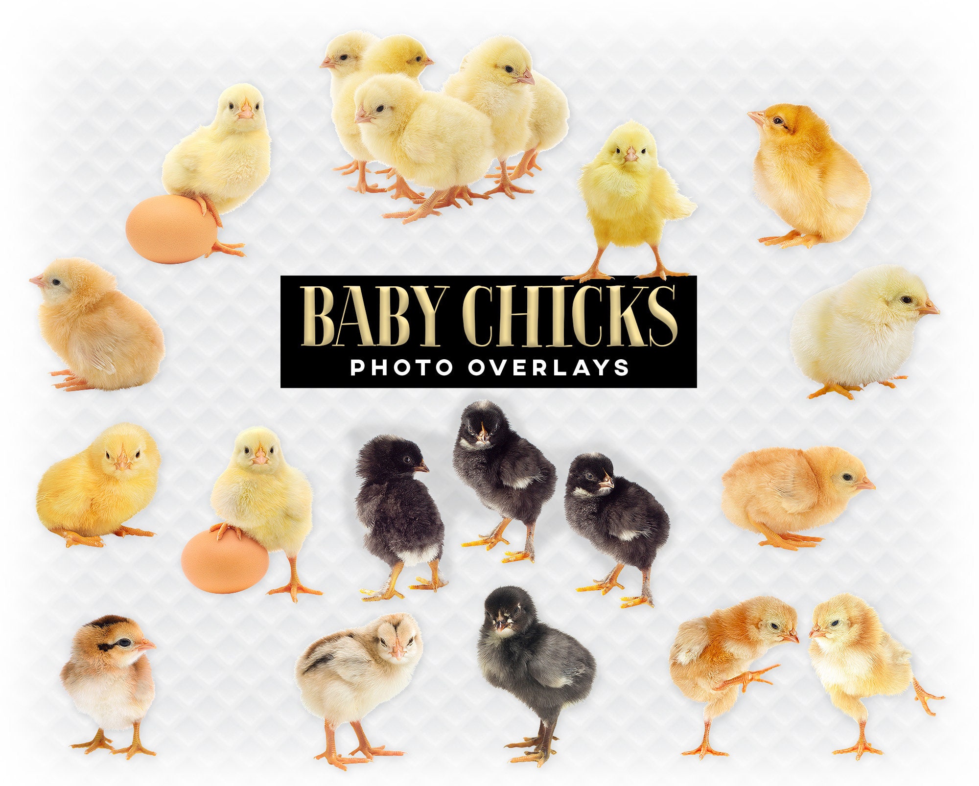 Baby Chicks Chickens Overlay Photoshop Overlays for | Etsy